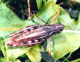 Çekirge Çeşitleri Ve Mücadelesi » Tarımsal Üretim